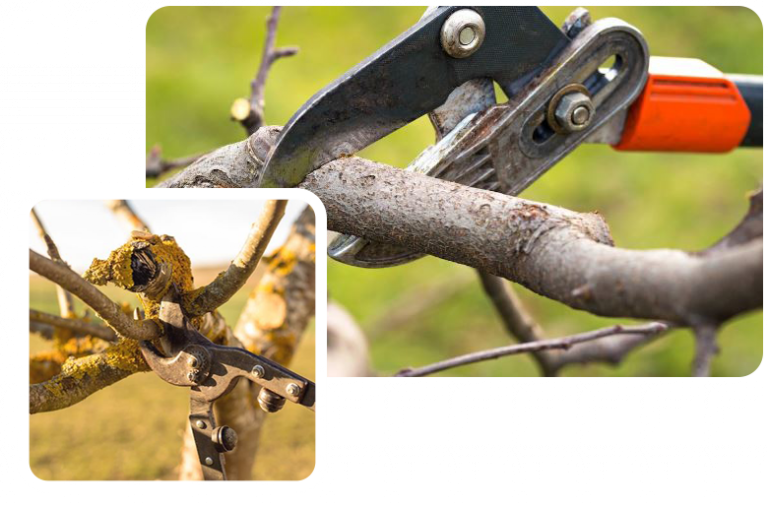 Commercial Tree Pruning Services in Wylie TX | Dyna-Mist